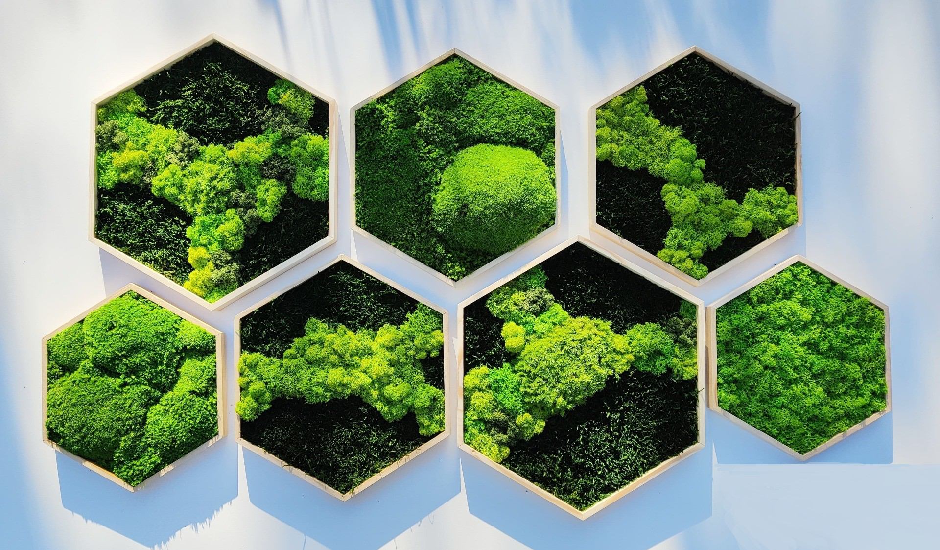 Hexagon, stabilizirana mahovina, dekoracije od mahovine, slike od ...